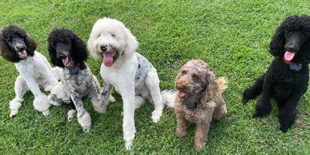 Kitandkboodle's Doodles - online